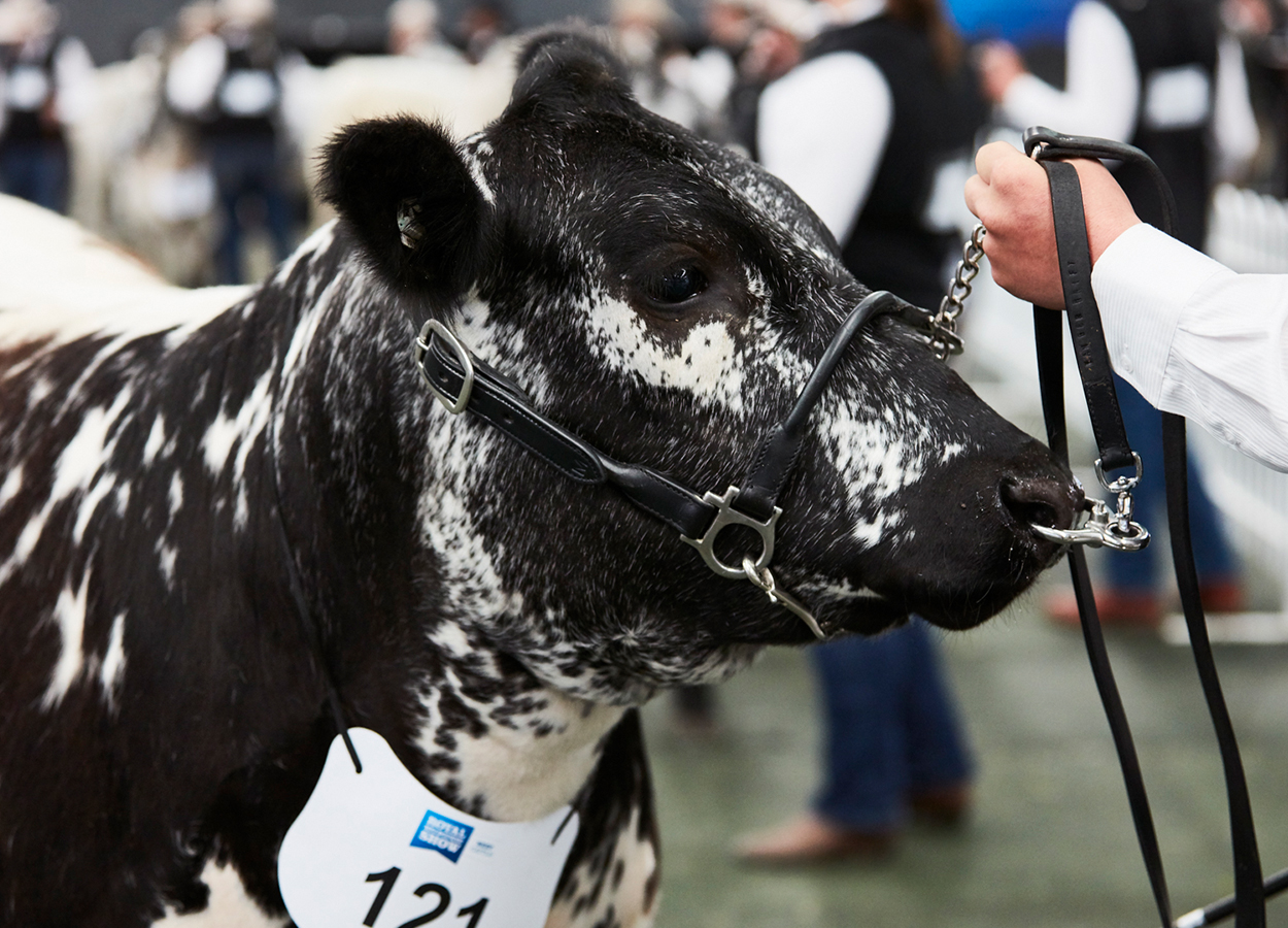 Speckle Park at home at the Royal Melbourne Show