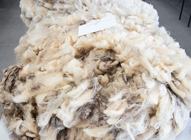 Melbourne Royal Fleece Competition | Enter Competition