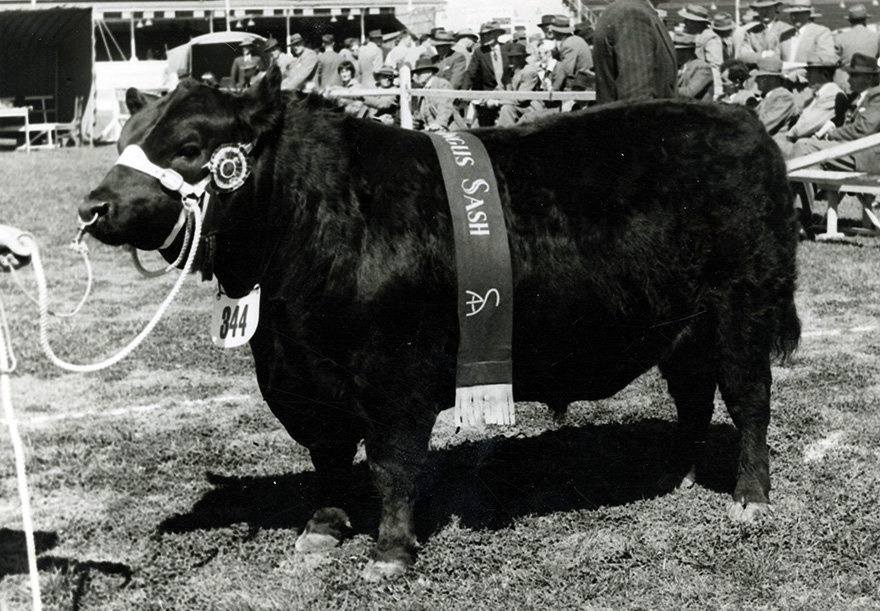 Champion Angus Bull