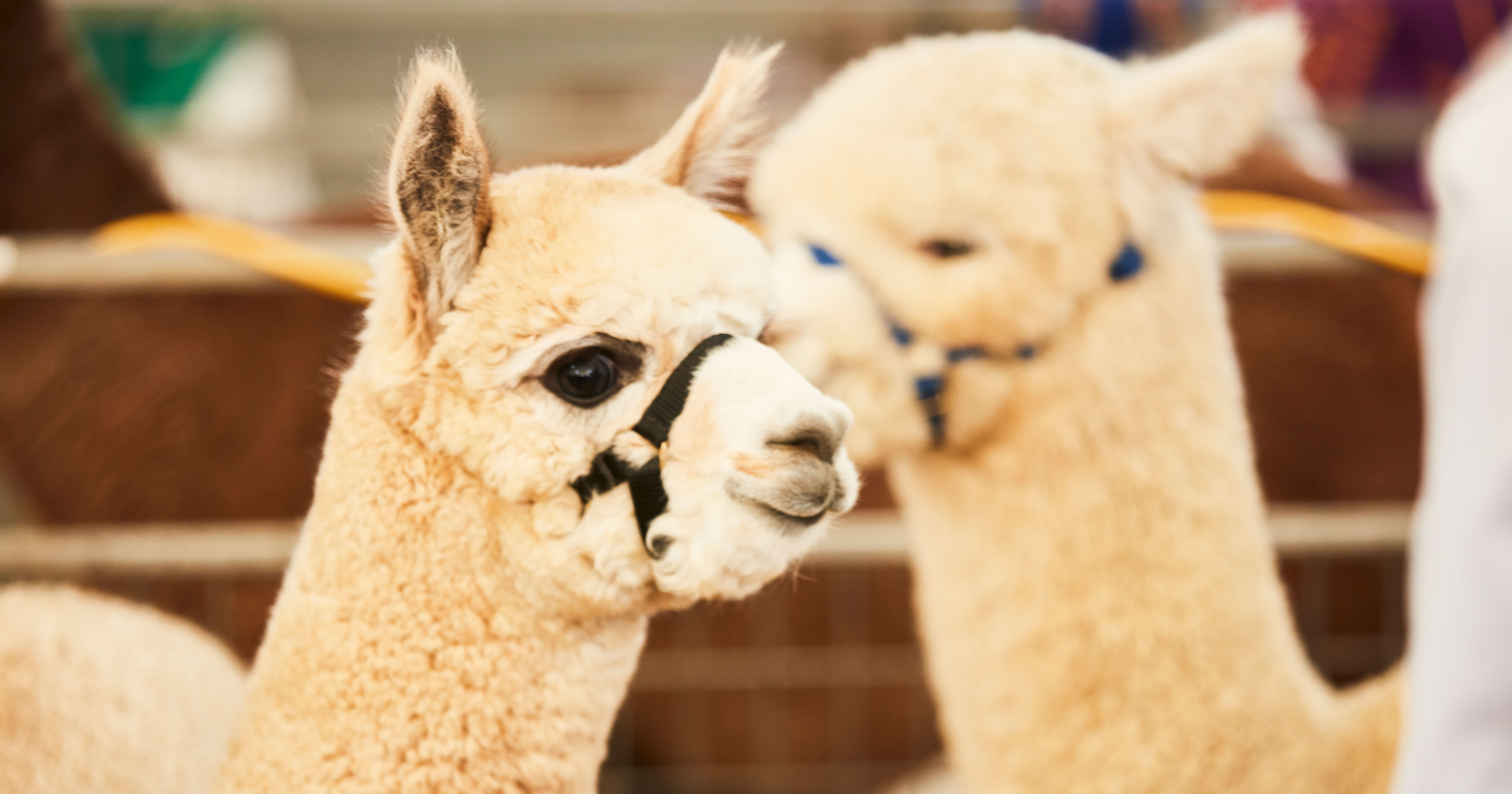 Melbourne Royal Alpaca Competition | Home
