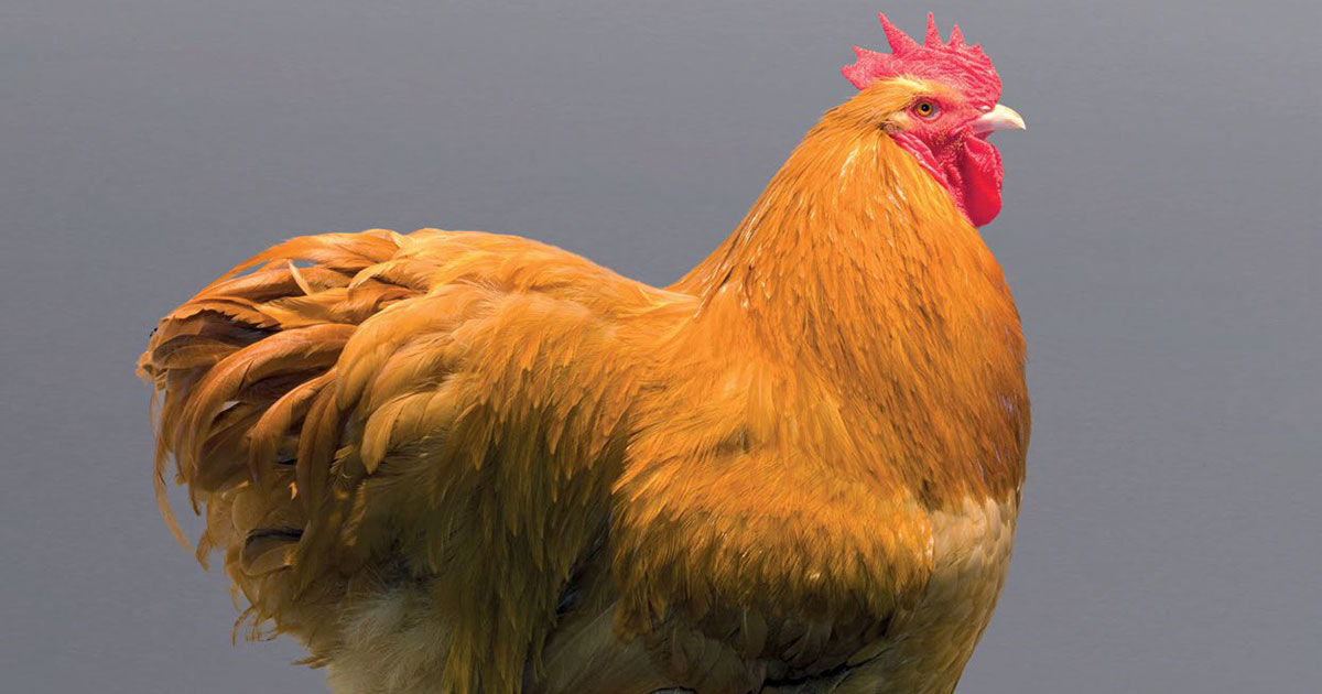 Melbourne Royal® Poultry Competition | Home