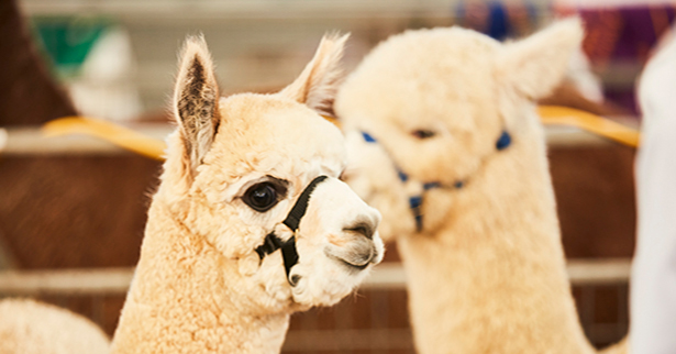Thanks to supporters of the Melbourne Royal® Alpaca Competition