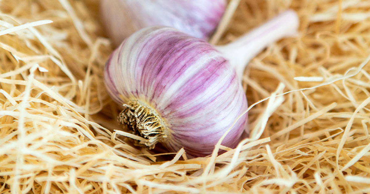 Garlic Entries Open for the 2020 Australian Food Awards