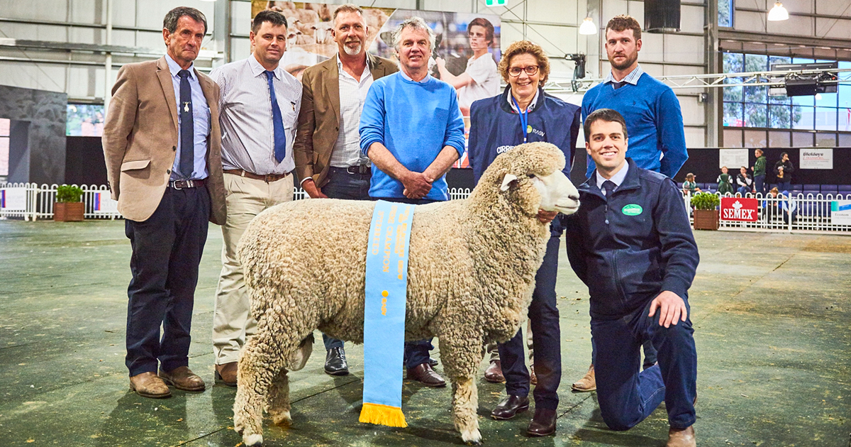 Melbourne Royal Sheep Competition