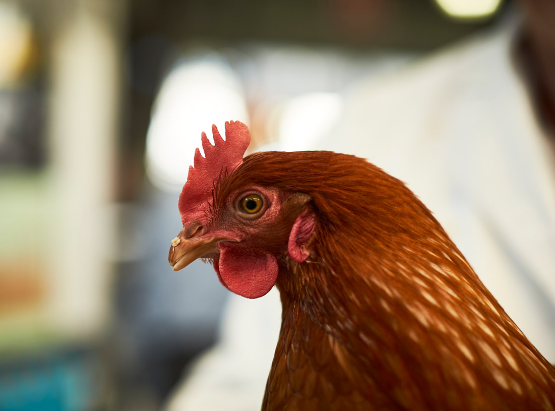 Melbourne Royal® Poultry Competition | Enter Competition