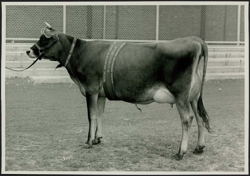 Photograph - Cattle, c.1960s (3)