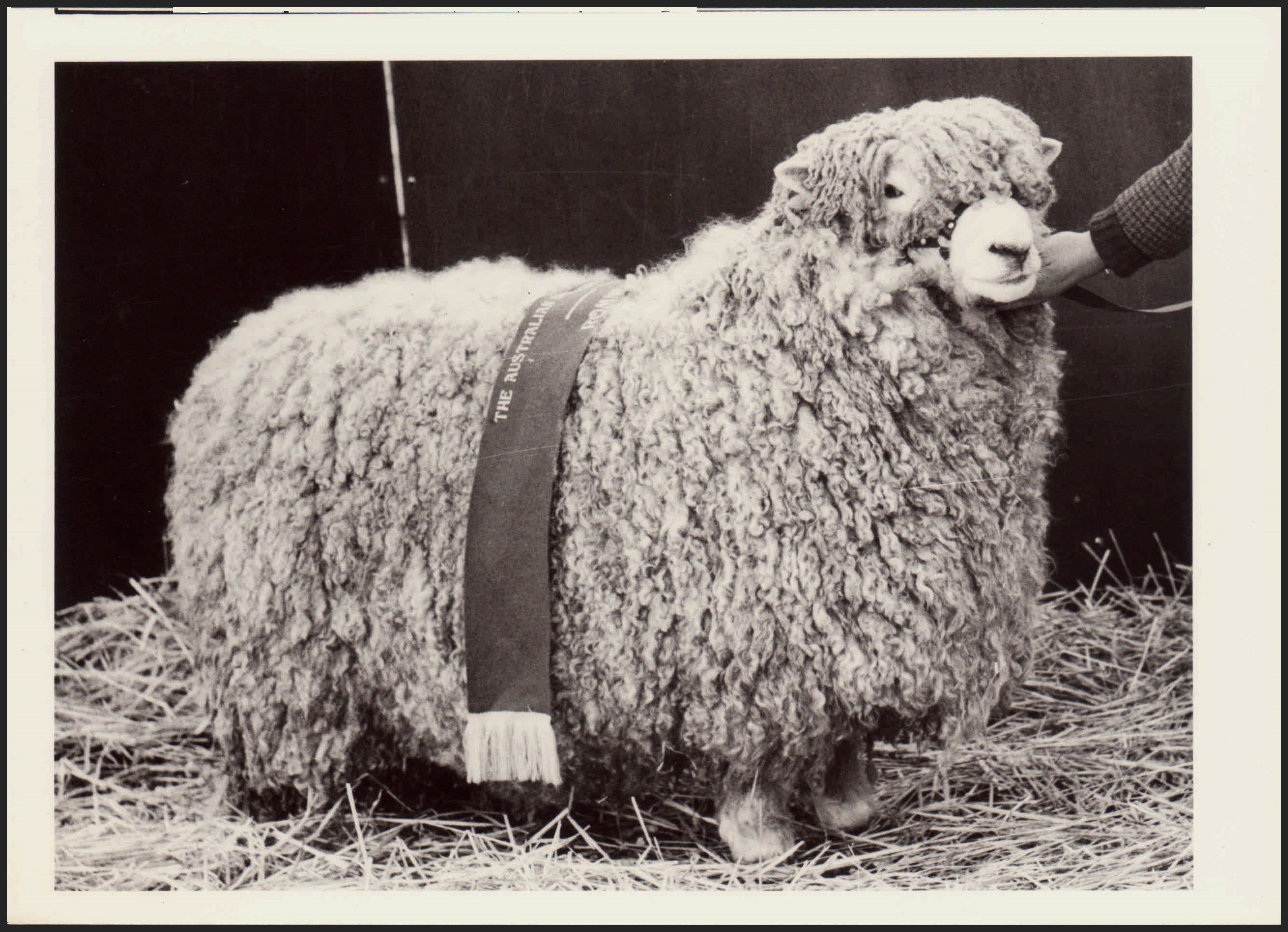 Photograph - Sheep Showing, c.1966 (5)