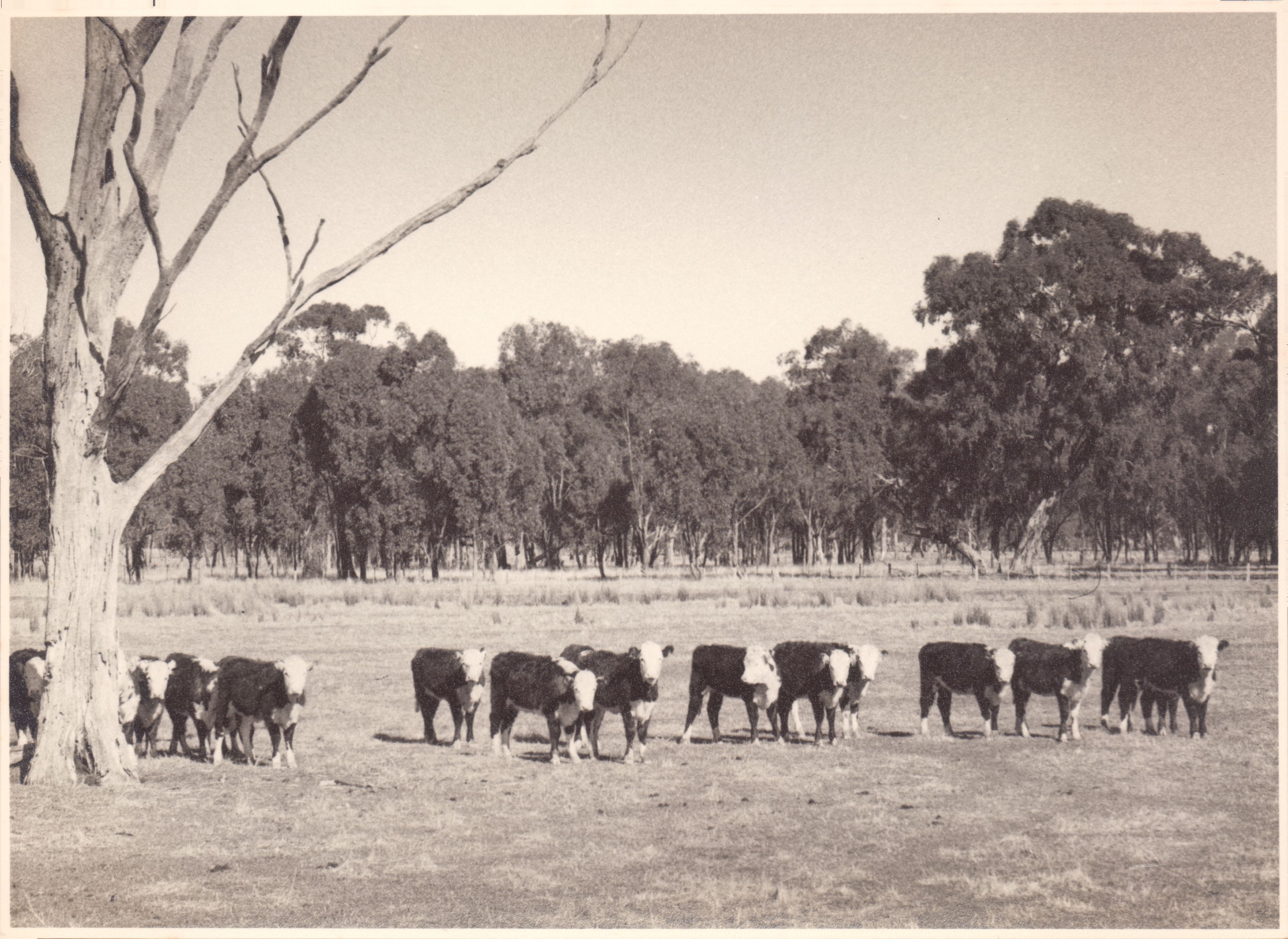 Photograph - Cattle in Paddock, c.1961 (1)