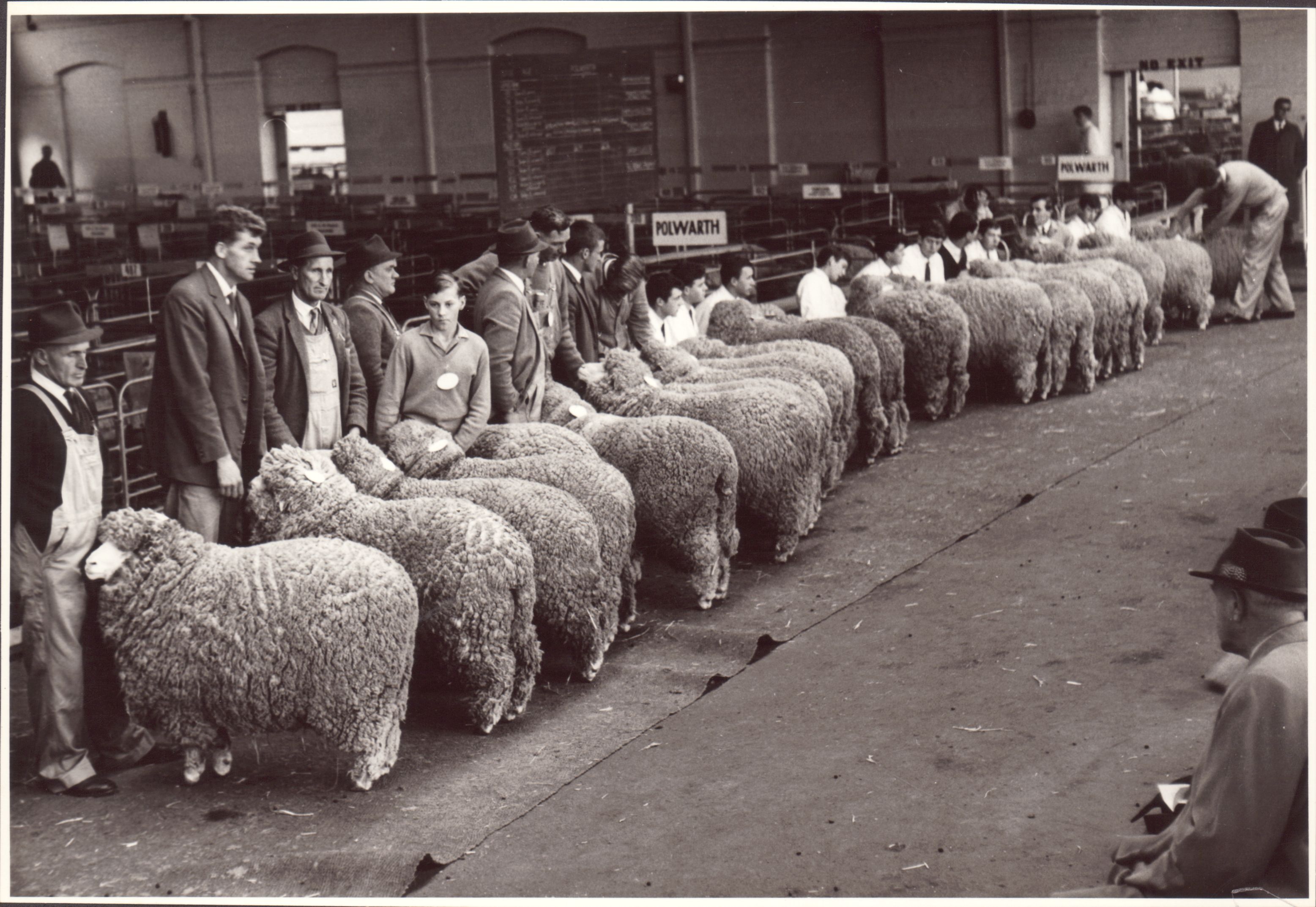 Photograph - Sheep at Royal Melbourne Show, c.1960s (7)