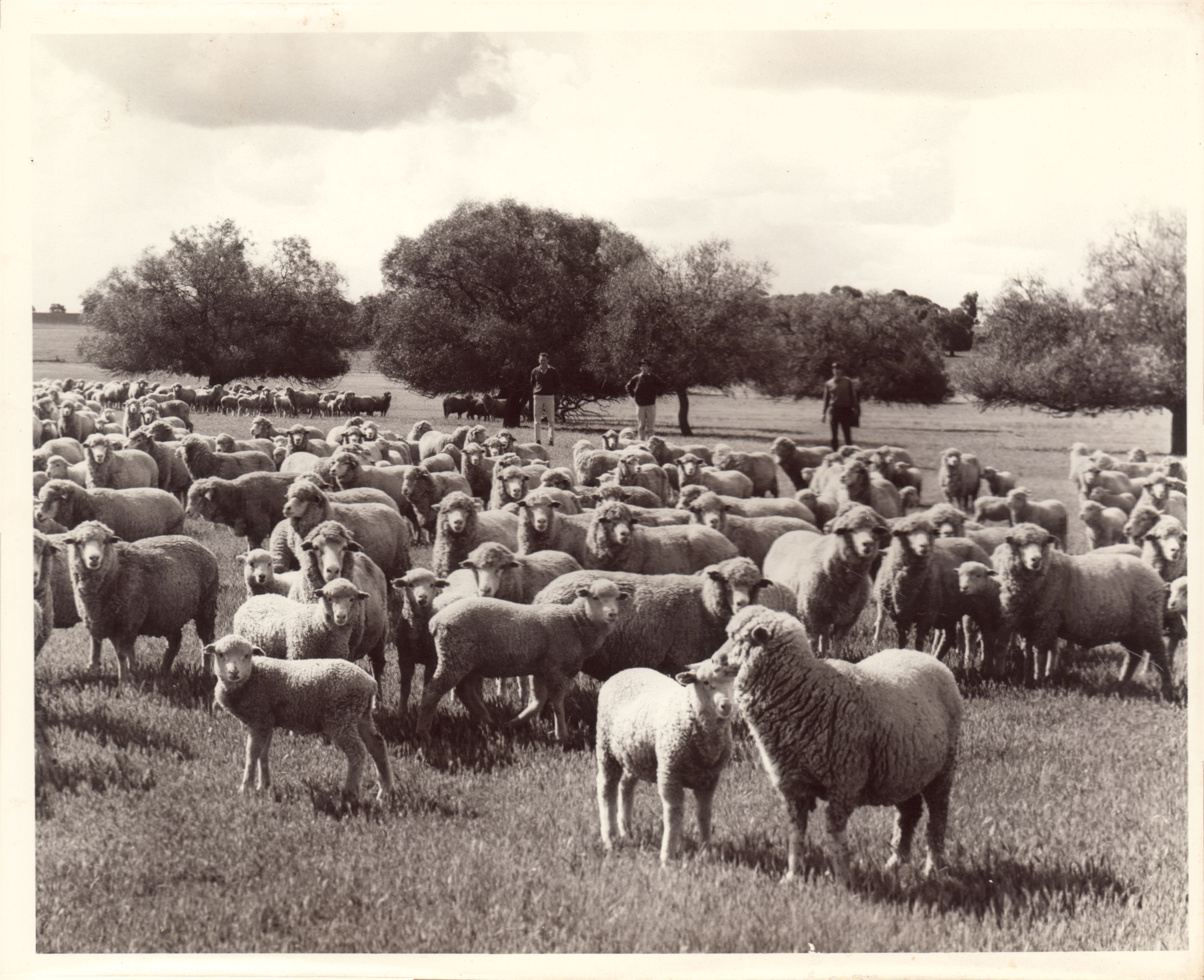 Photograph - Sheep in Paddock, c.1964 (1)