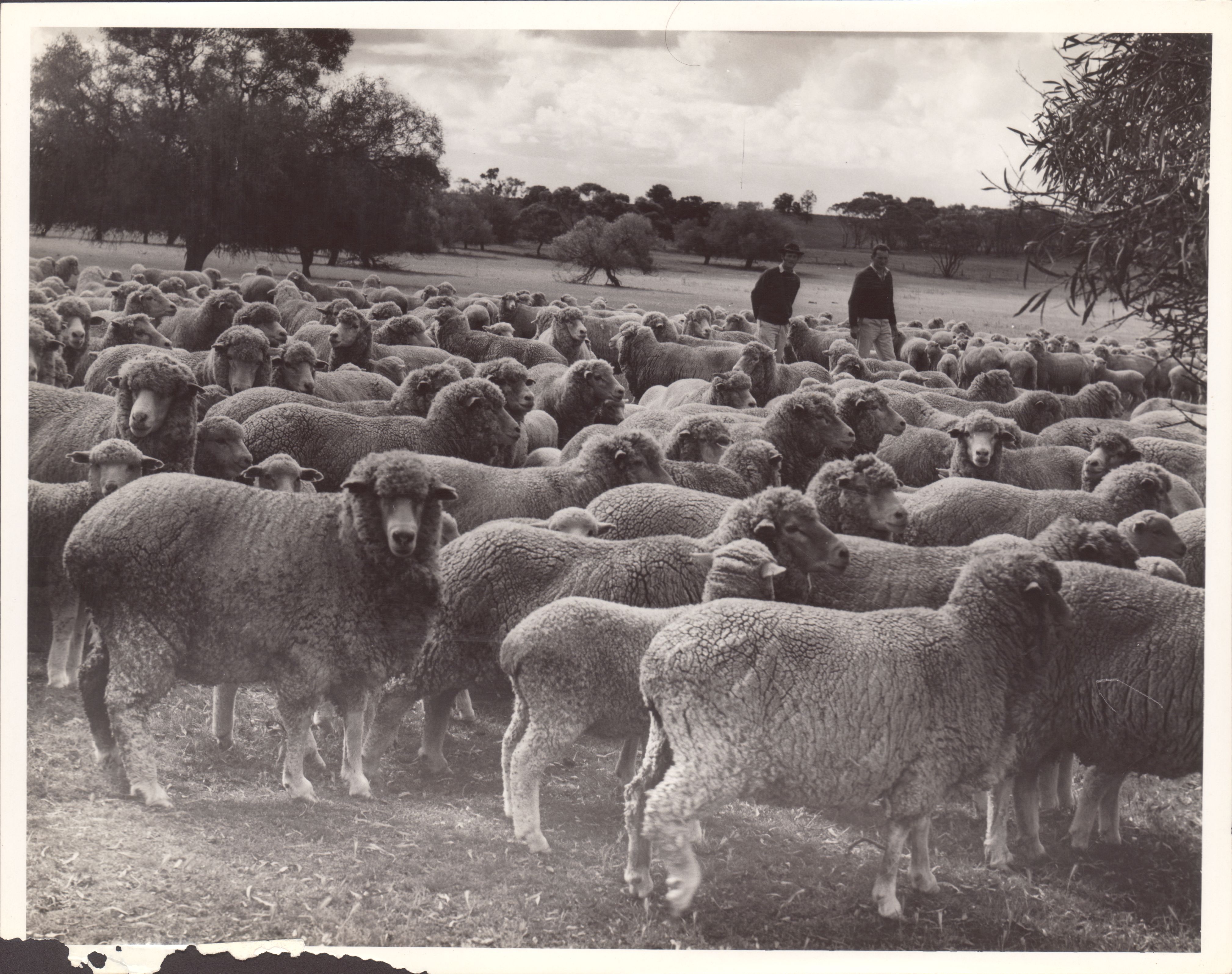 Photograph - Sheep in Paddock, c.1970 (1)