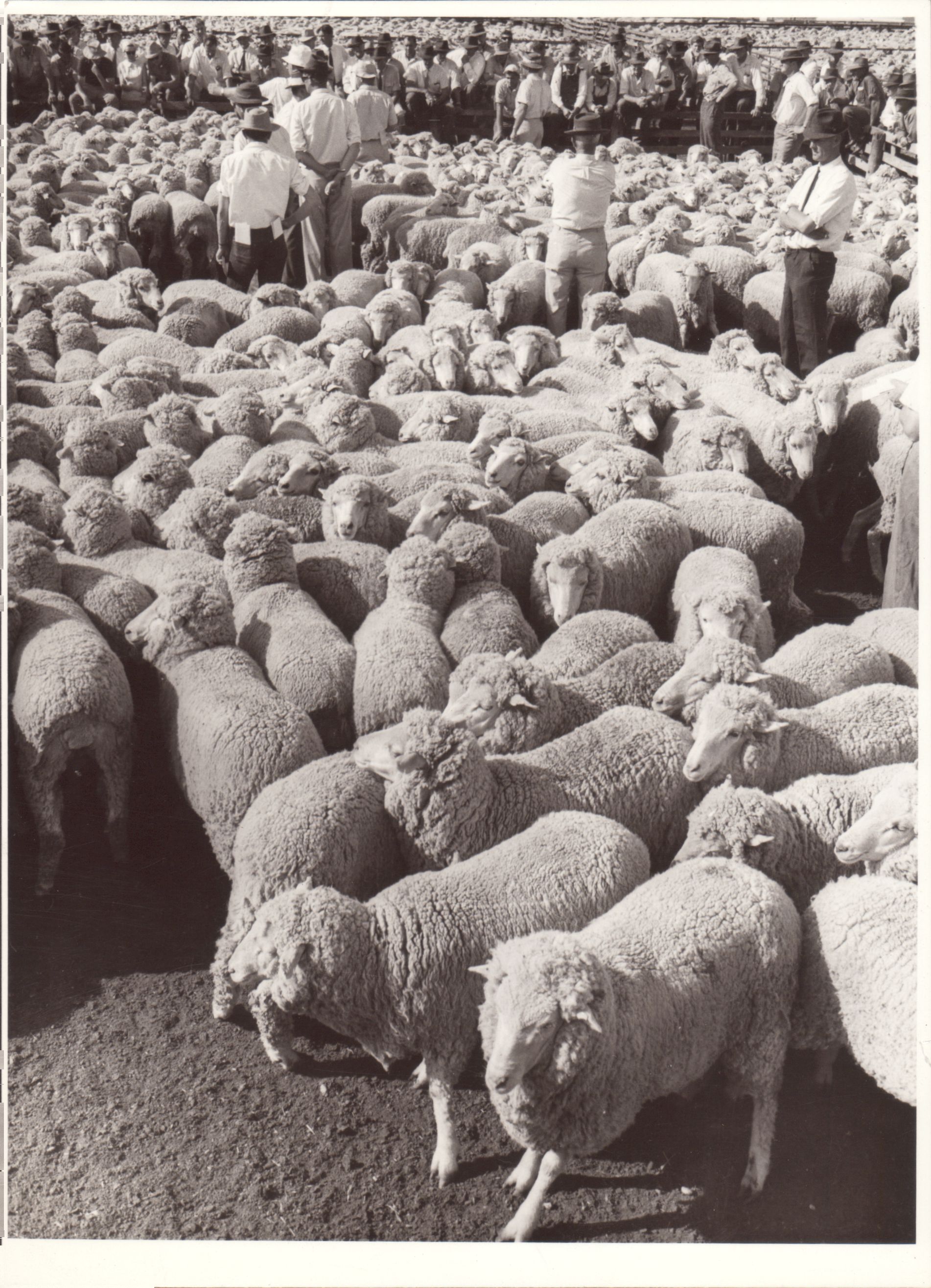 Photograph - Sheep Sales, c.1960s (12)
