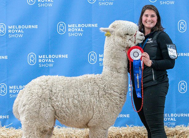 Double supreme for alpaca-loving couple in 30th anniversary of ...